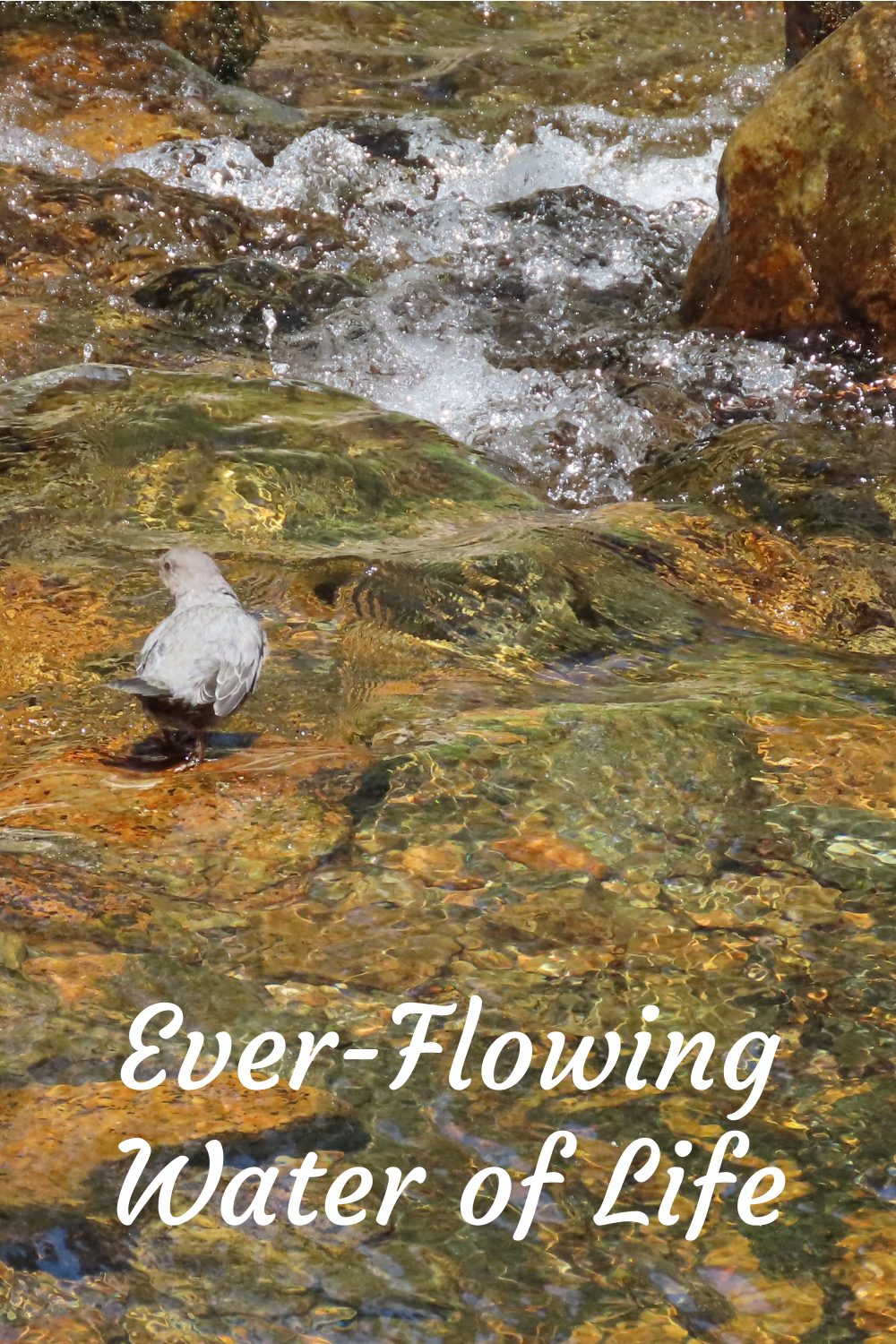 Ever-flowing Water of life - Creationspeech
